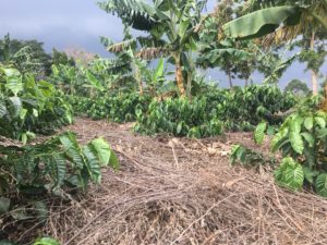 Return to investment in coffee production: Uganda’s highest value crop ...