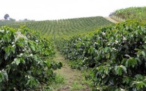 Return to investment in coffee production: Uganda’s highest value crop ...